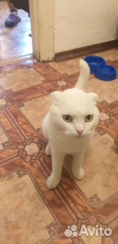 Кошка вислоухая шотланка