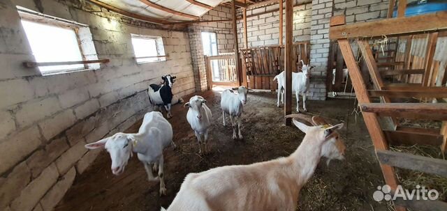 Козы двойные от 2,5 л