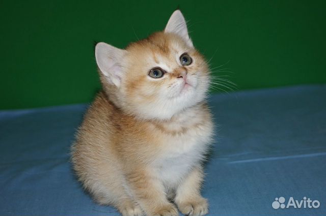 Золотые британские котята