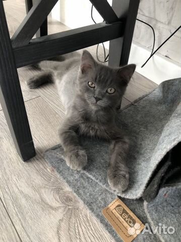 Котенок
