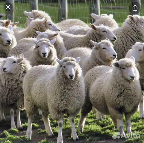Овцы