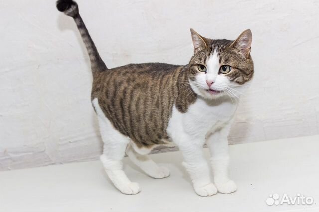 Маркиза кошечка ищет дом