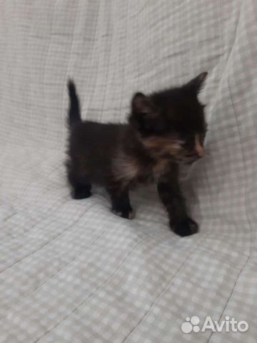 Котенок кошечка