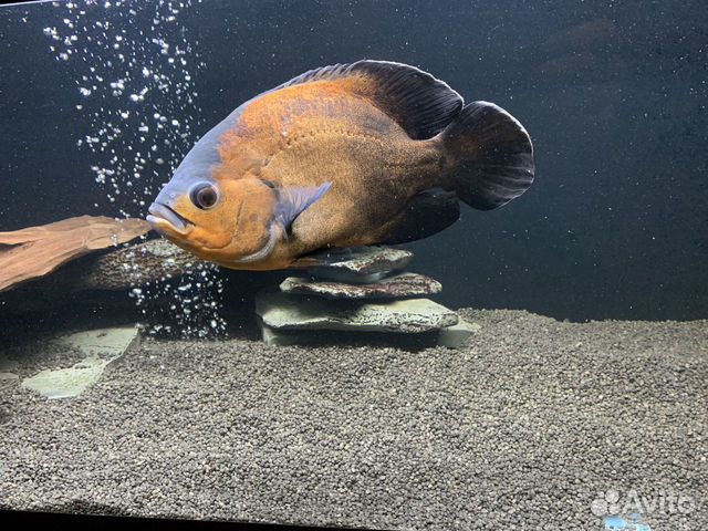 Рыба крупная