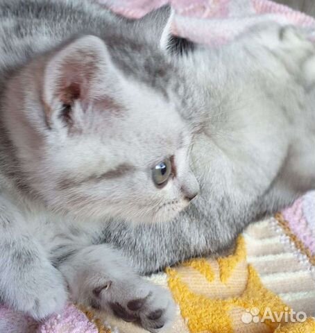 Британские котятки