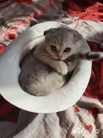 Британский вислоухий котёнок