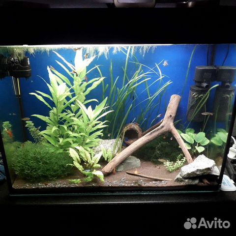 Данио, неоны, меченосцы