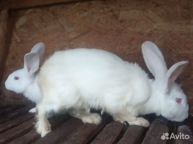 Кролики новозеландские