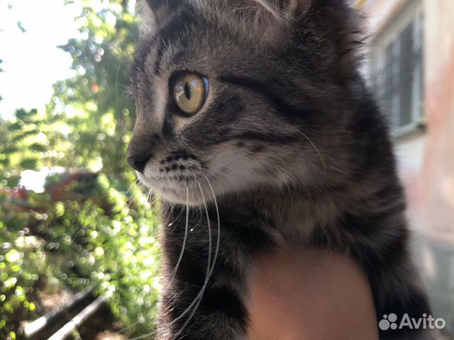 Котенок девочкав добрые руки