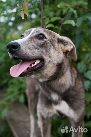 Молодая собачка, Девочка, 7 месяцев, ищет дом