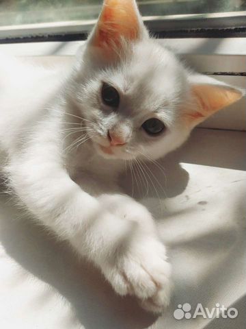 Белые котята