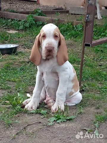 Щенки Итальянской легавой (Итальянский бракк)