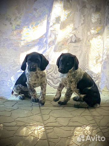 Продается 1 кобель, порода(курцхар)