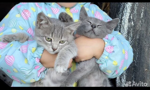 Ласковые котята, мурчат непереставая