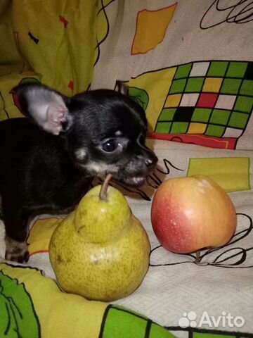 Щенок той терьр