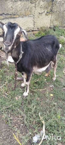 Коза дойная молочная