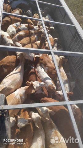 Продам телок бычков