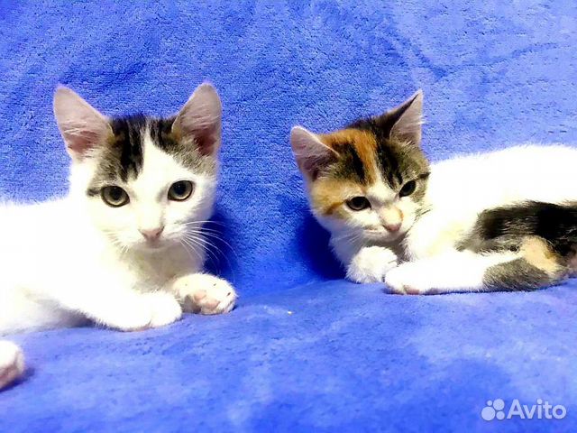 Котодети (1,5 месяца) ищут мампап