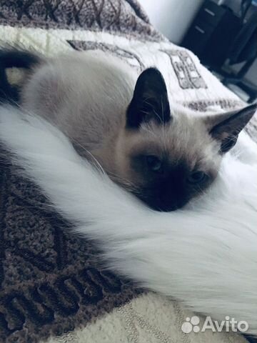 Сиамские котята 5000