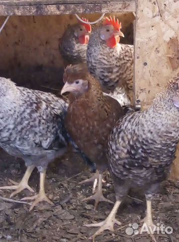 Петушки легбар