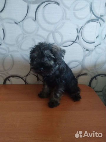 Цвергшнауцер щенки