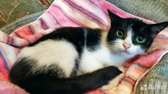 Котёнок Эля ищет добрые руки
