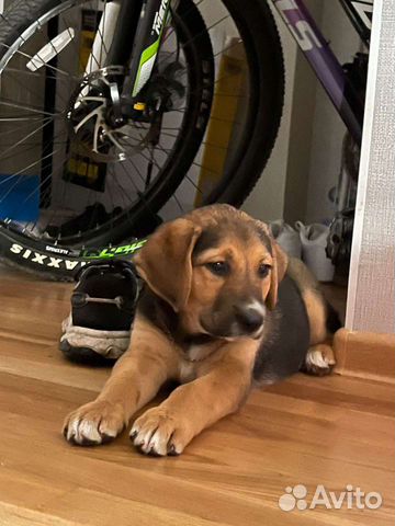 Собака в добрые руки