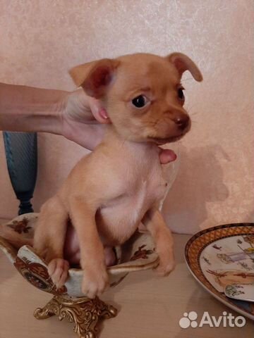 Мини той-терьер щенки