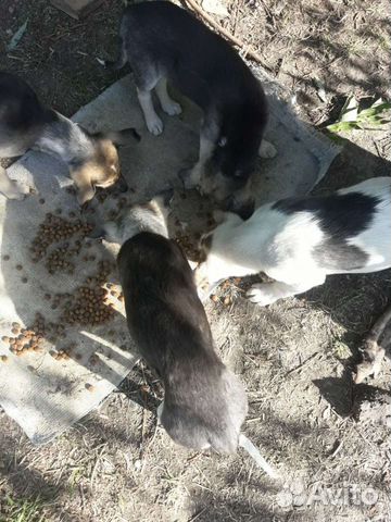 Собаки бесплатно в добрые руки щенки. Необходимо п