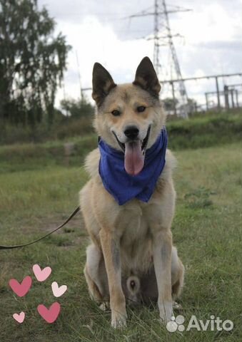 Пес Джоник в добрые руки