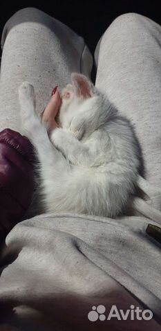 Котенок даром