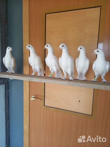 Голуби турецкие такла