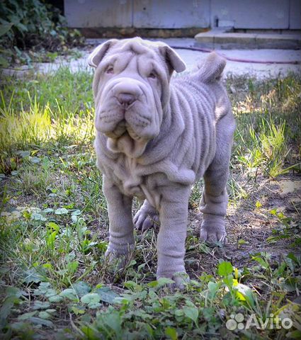 Лиловая плюшка шарпей