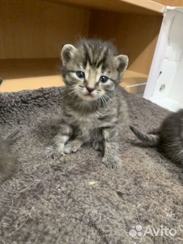Котята в добрые руки даром