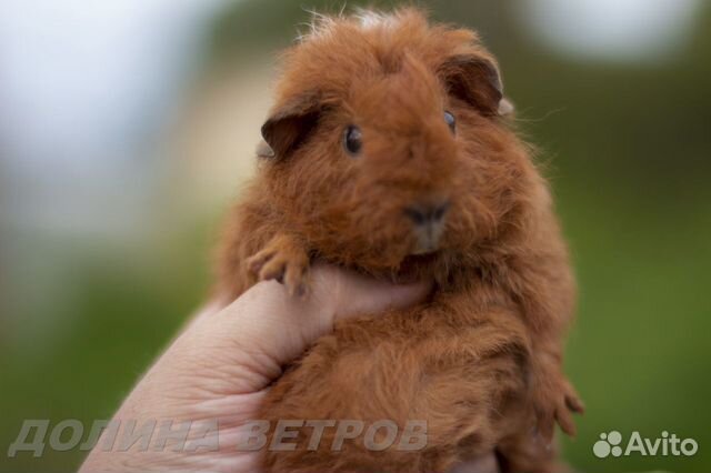 Морская свинка американский тедди, самка, 1,5 мес