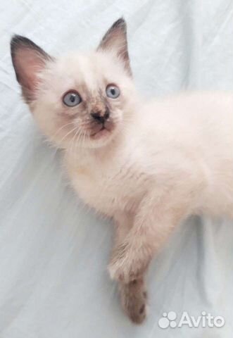 Тайский котенок