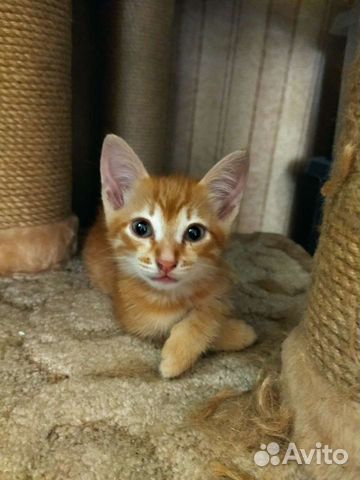 Кошки в добрые руки бесплатно