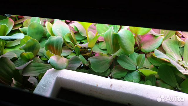 Пистия и Лимнобиум обмен на корм