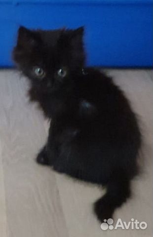 Чудесный пушистик в Ваш дом