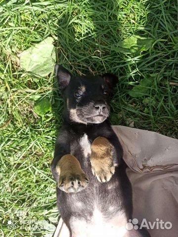 Найдена собака