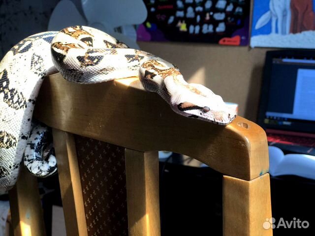Змея boa constricter