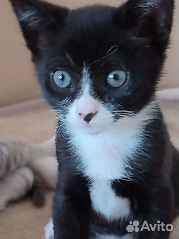 Котенок Филька 2мес черно-белый домашний ласковый