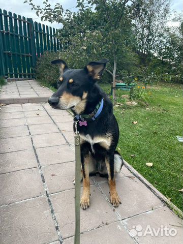 Славная милая девушка полутора лет ищет дом