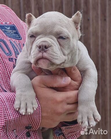 Американский булли