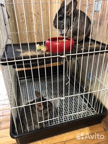 Две шиншиллы с клеткой