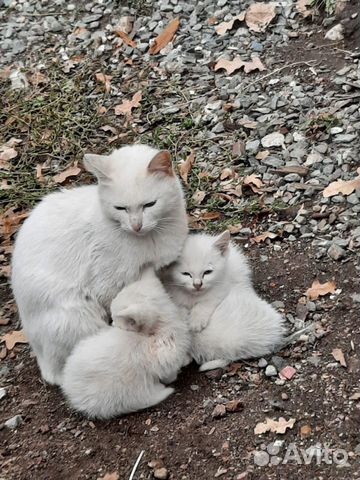 Кошка и котята