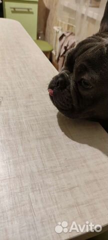 Французский бульдог