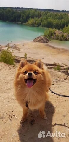 Рыжий красавец