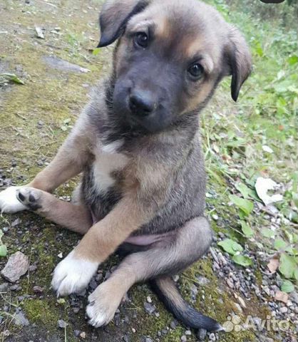 Щенок в добрые руки