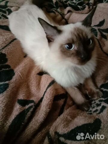 Кошка